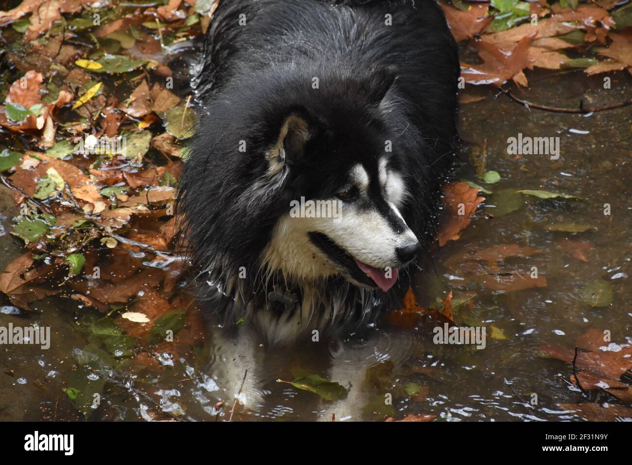 Beautiful malamute husky cross breed dog in shallow water Stock Photo ...