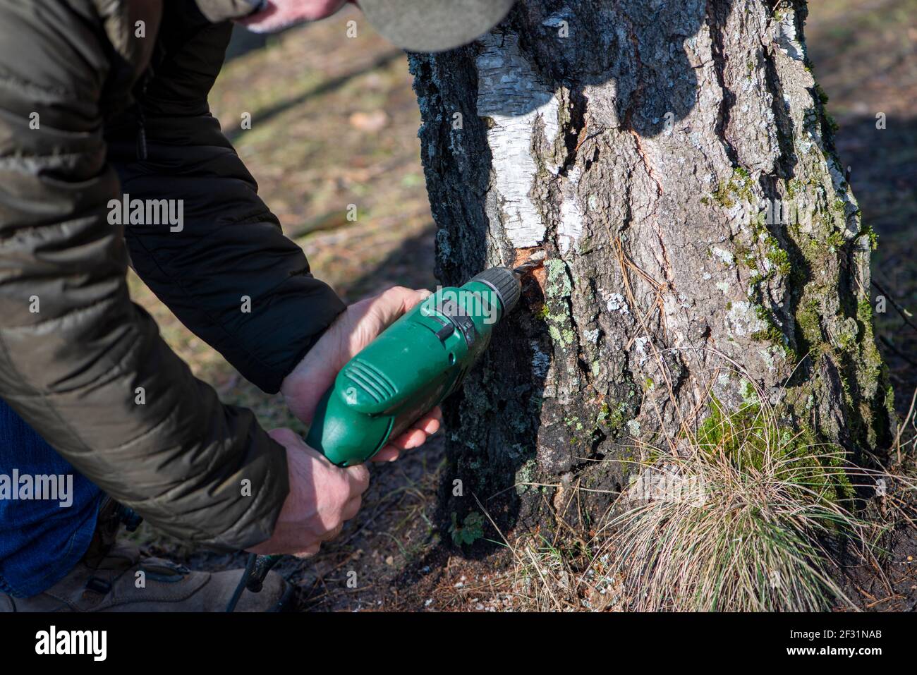 Man gathering wood forest hi-res stock photography and images - Alamy