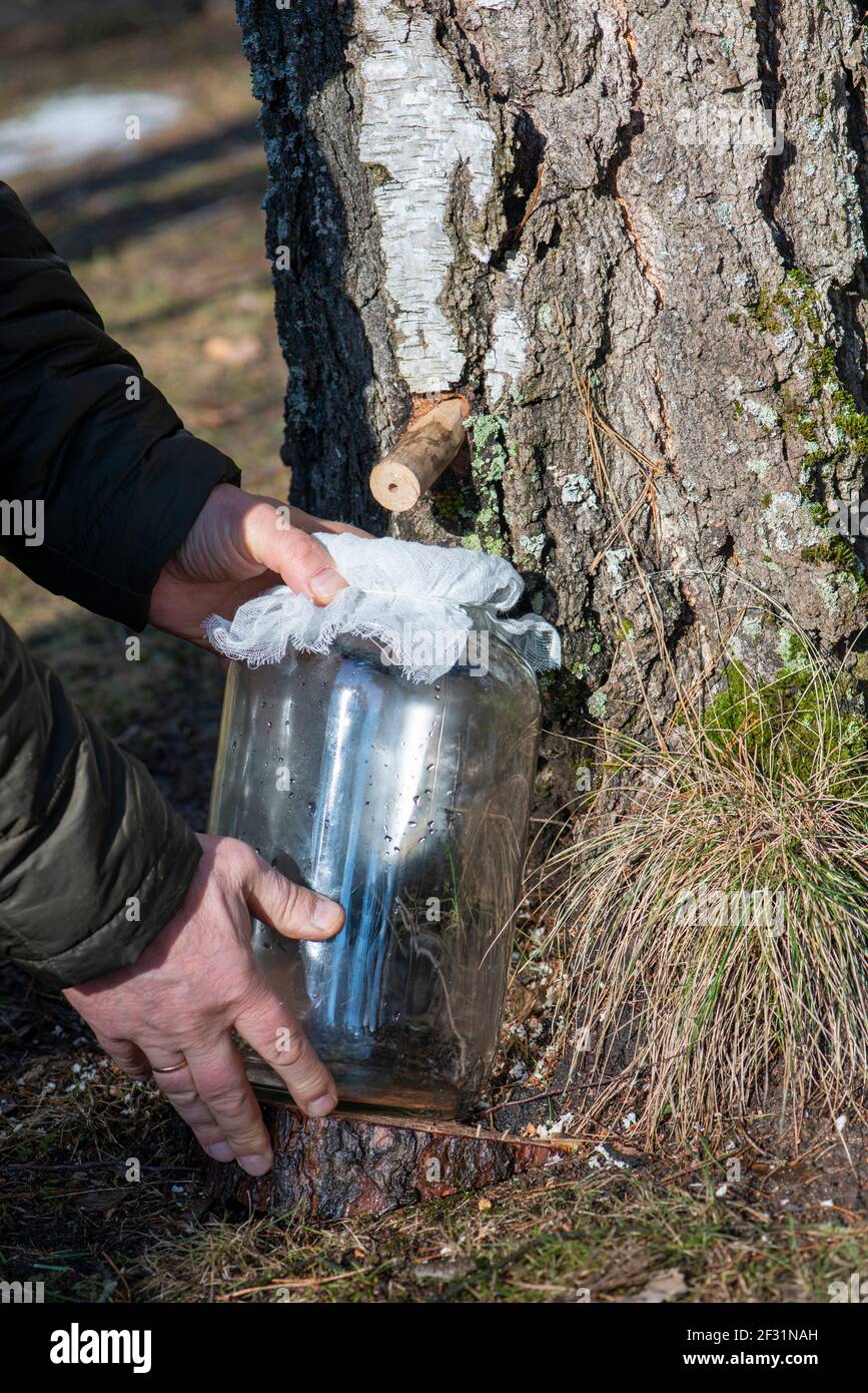 Tapping tapping spring hi-res stock photography and images - Alamy