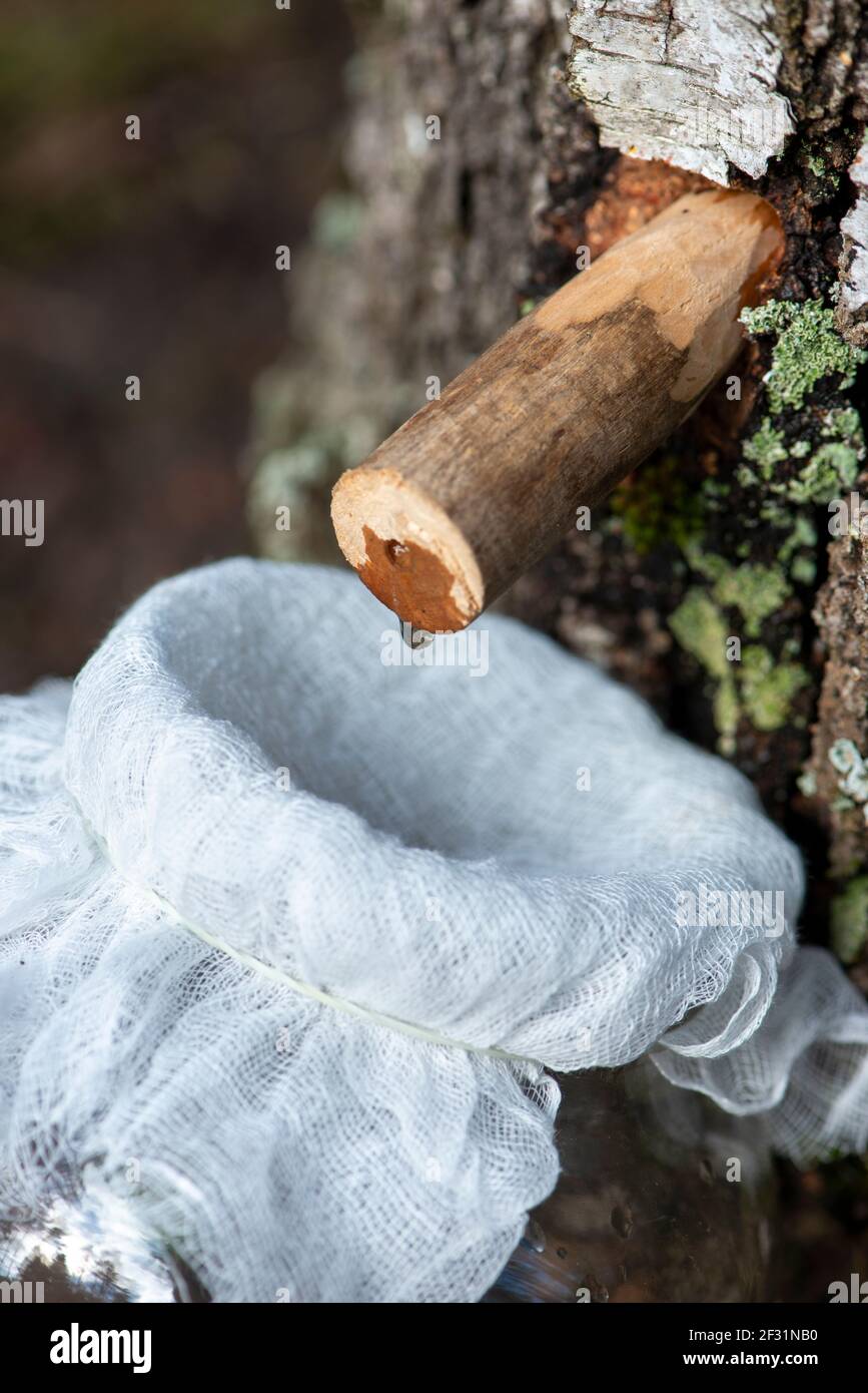 Droplet of birch sap dripping from a tap into a jar. Wooden tap with ...