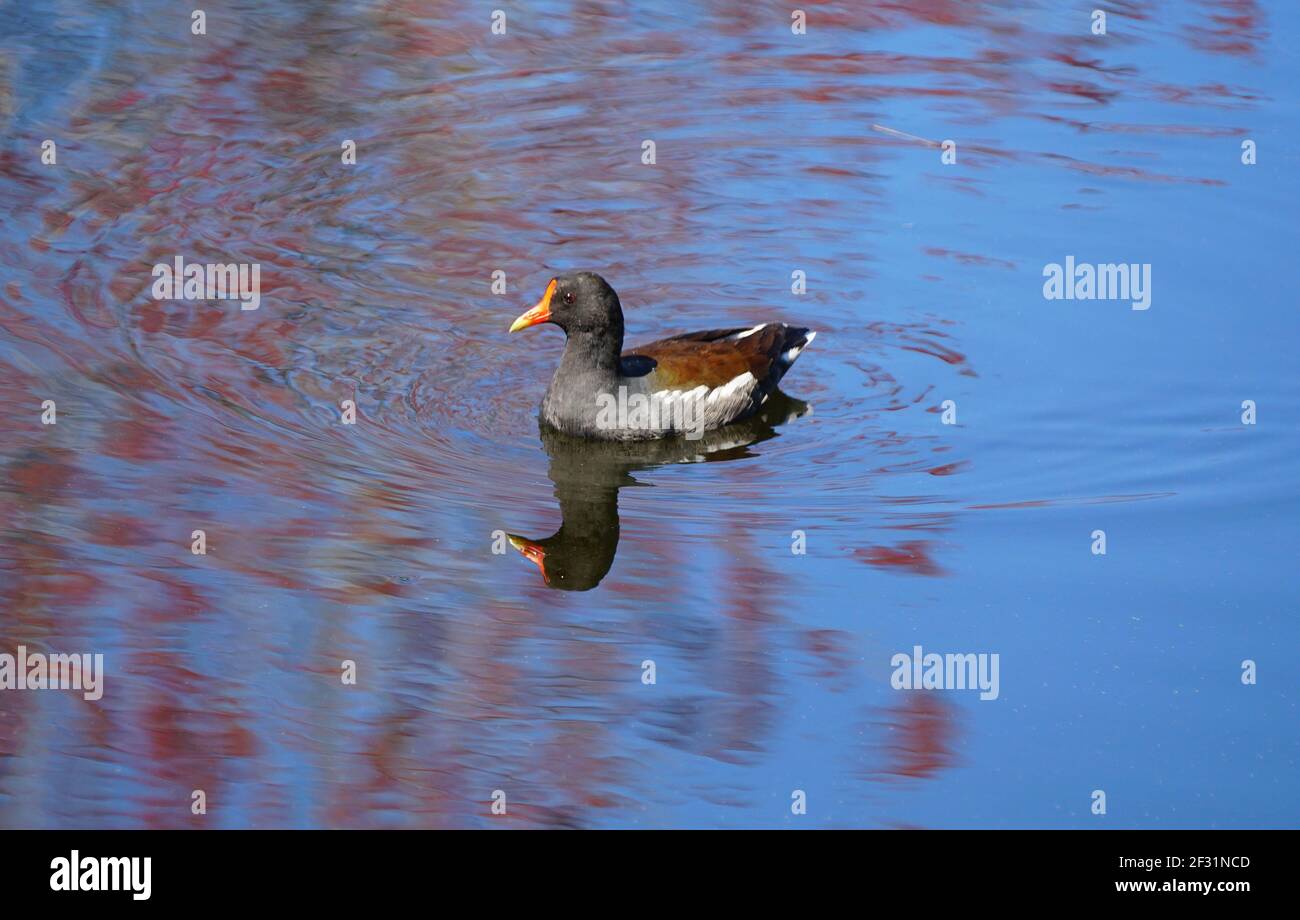 Swamp chicken hi-res stock photography and images - Alamy