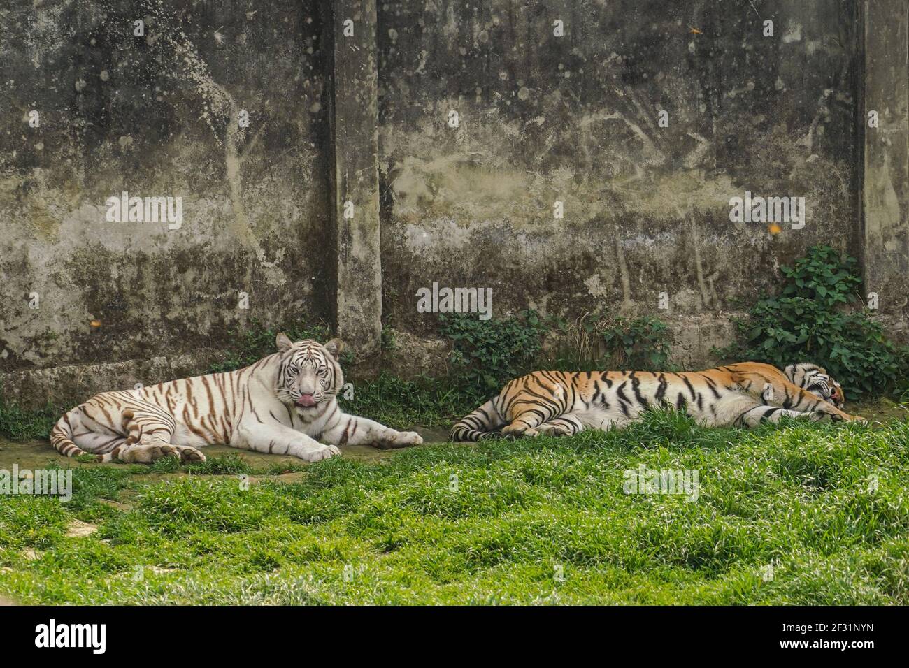 Gazipur, Sreepur, Bangladesh. 11th Mar, 2021. White Bangle Tiger is resting in the forest of ...