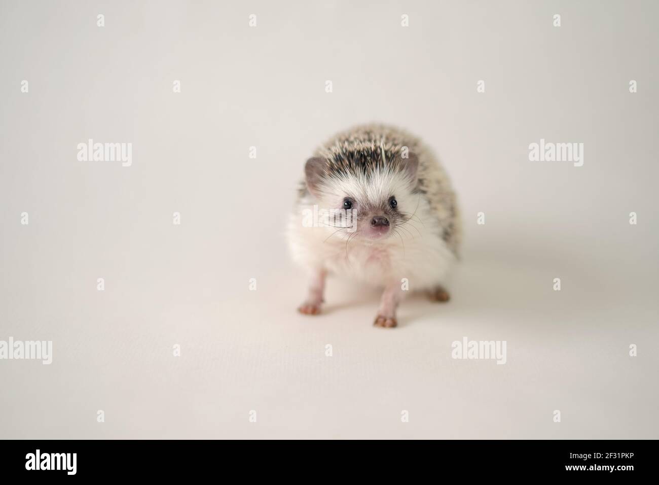 Hedgehog. Pygmy house hedgehog. African white-bellied hedgehog close-up ...