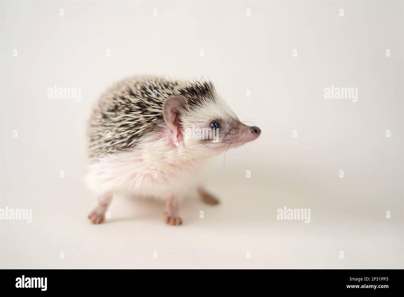 Hedgehog. Pygmy house hedgehog. African white-bellied hedgehog close-up ...