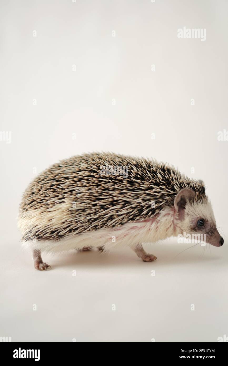 Hedgehog. Pygmy house hedgehog. African white-bellied hedgehog close-up ...
