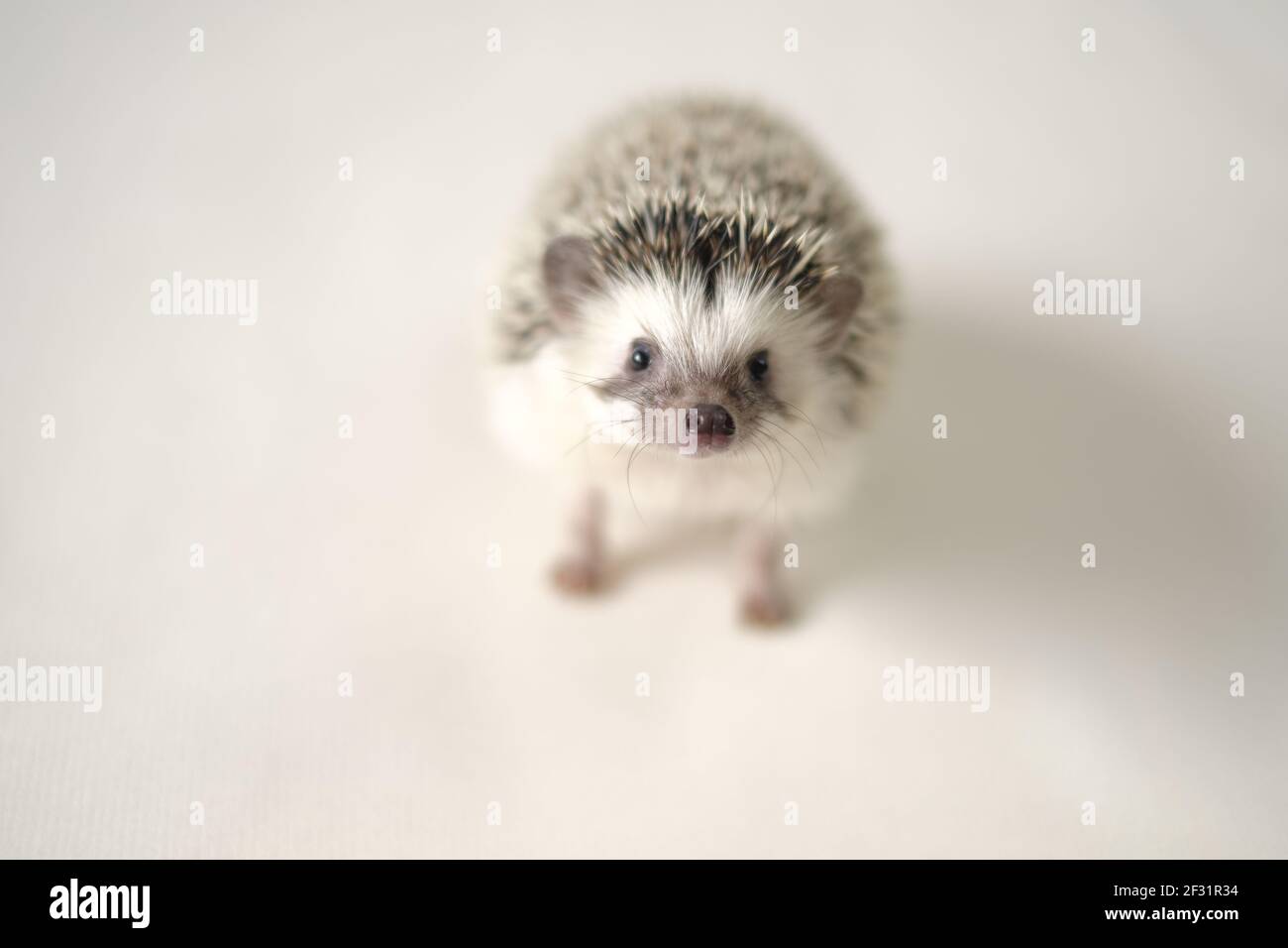 Gray beige background hi-res stock photography and images - Alamy