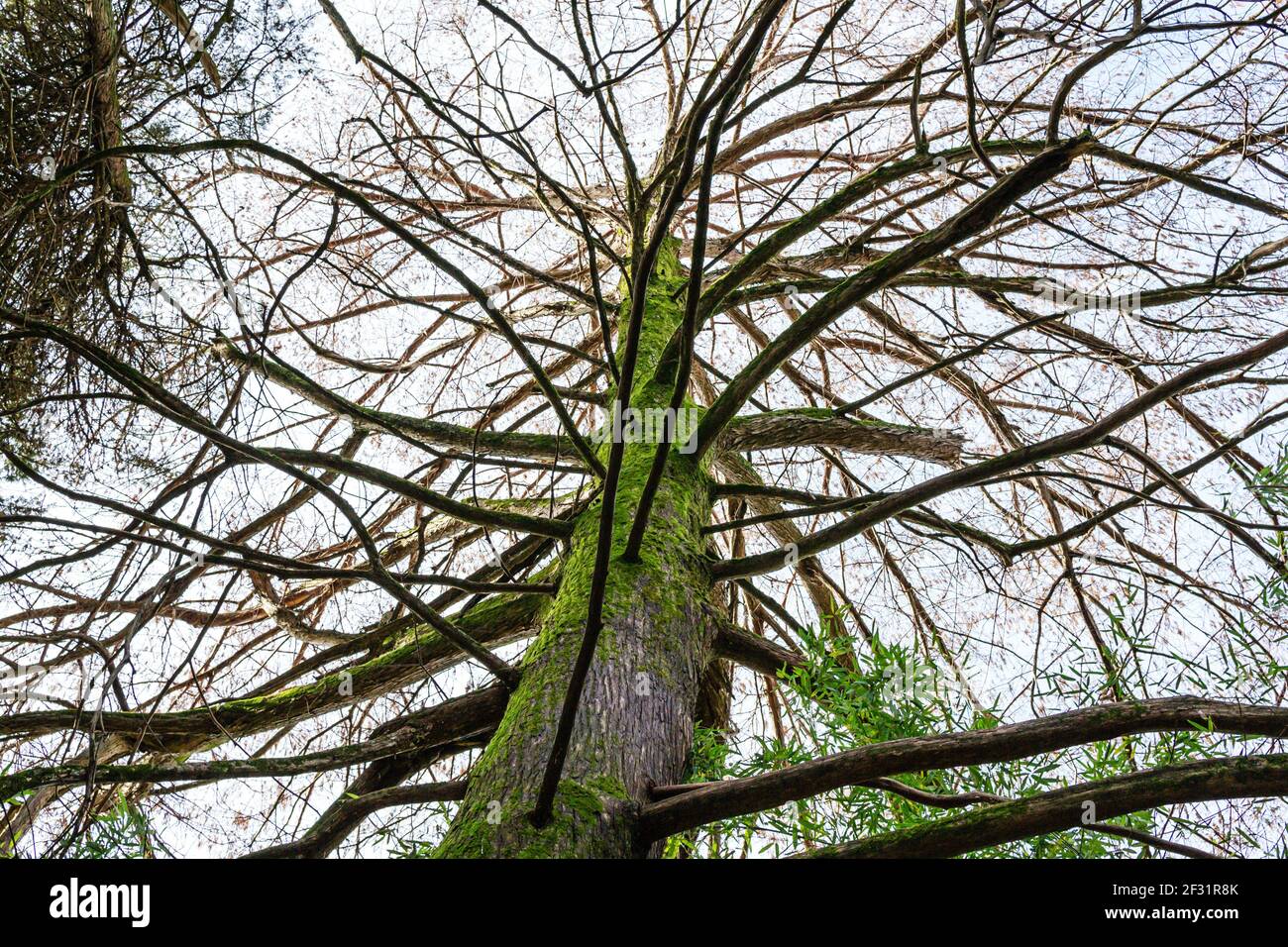Branchy High Resolution Stock Photography and Images - Alamy