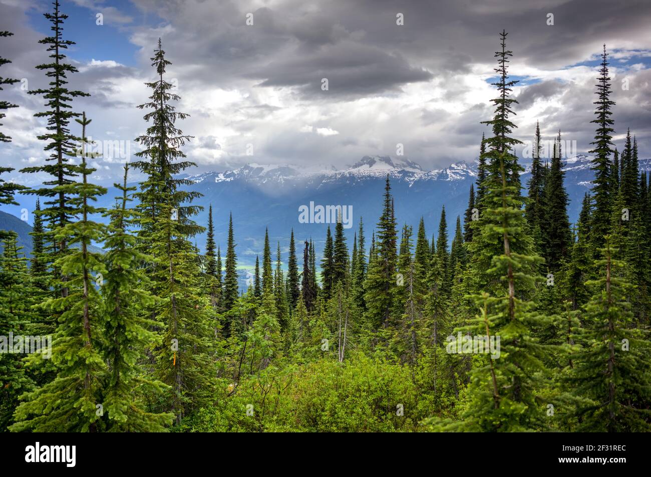 Mount revelstoke national park hi-res stock photography and images - Alamy
