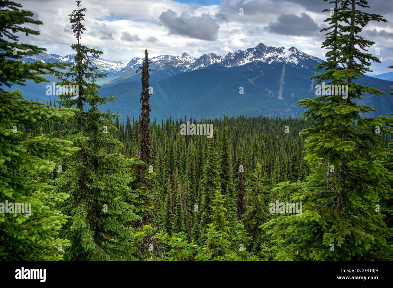 Mount revelstoke national park hi-res stock photography and images - Alamy
