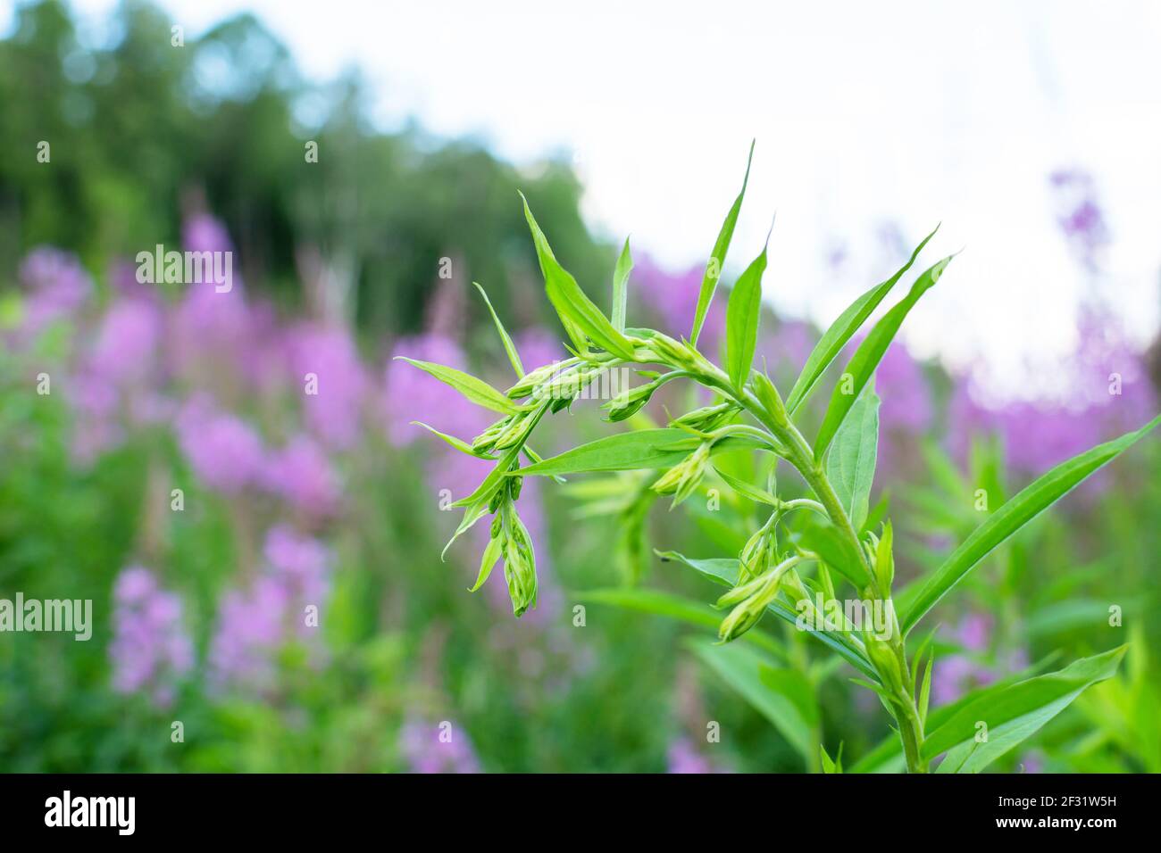 Growing plant Blooming Sally, wild medicinal herbal tea of willow plant ...