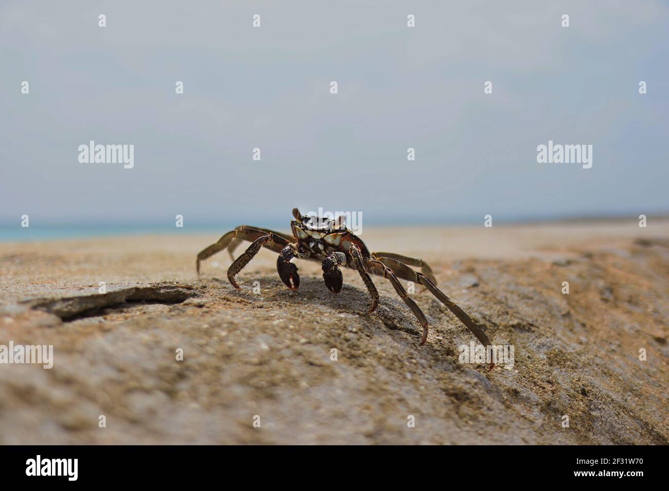 Swift-Footed Rock Crab on the Stone in Sunny Maldives. Crawling Crab ...