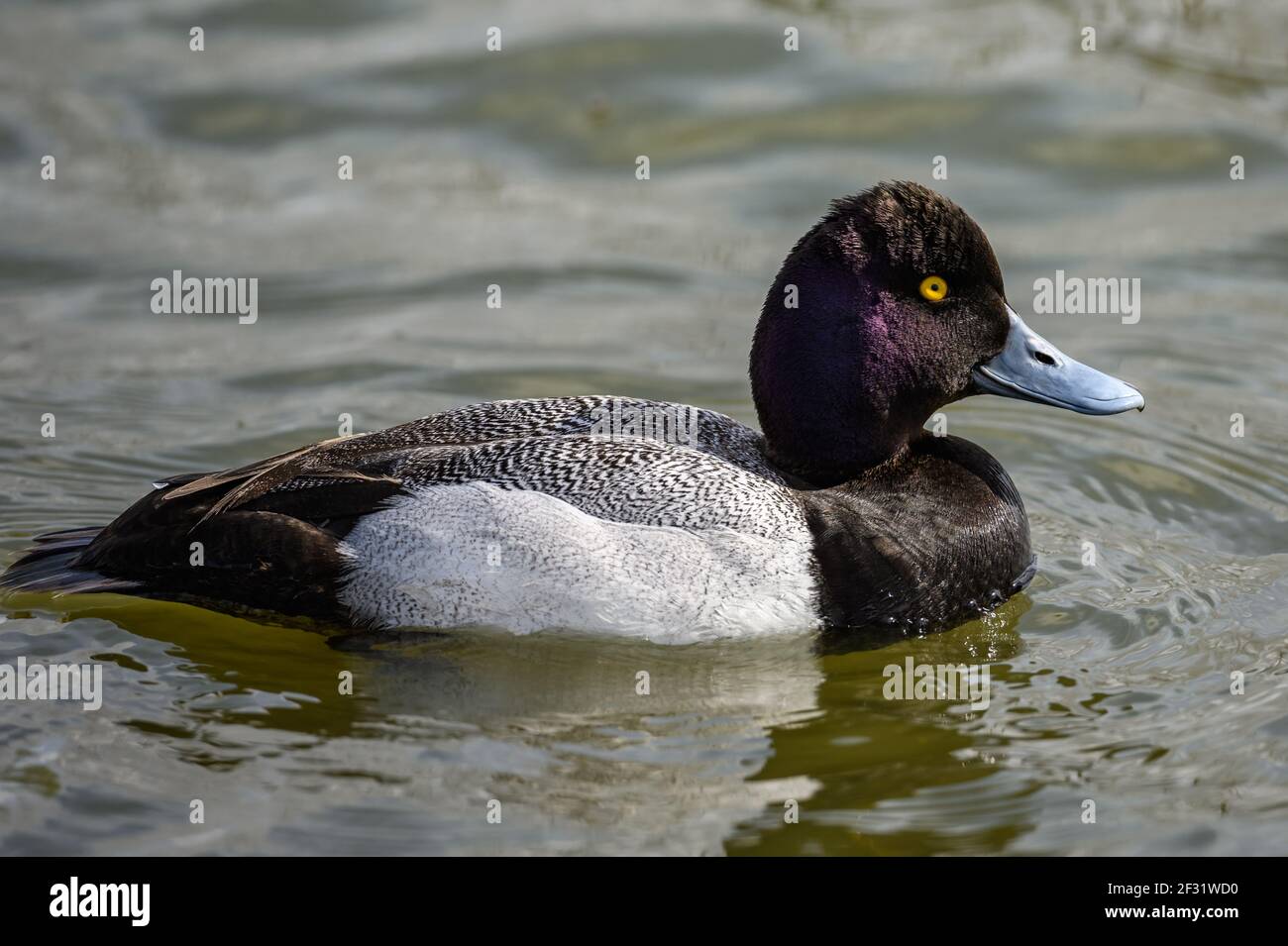 A male Lesser Scaup (Aythya affinis) swimming in a lake. Houston, Texas ...