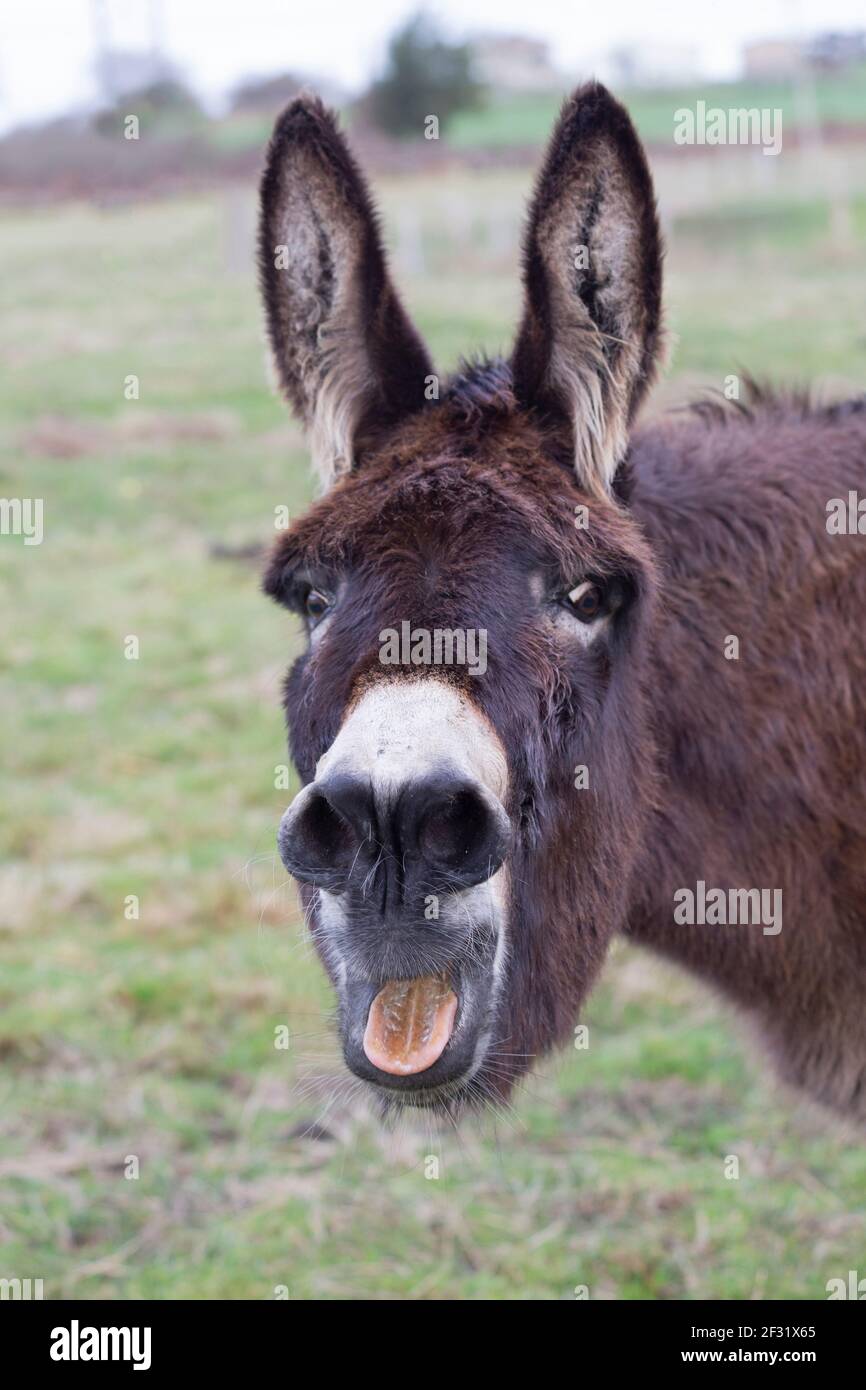 A donkey whinnying looking at the camera in a green grassy meadow ...