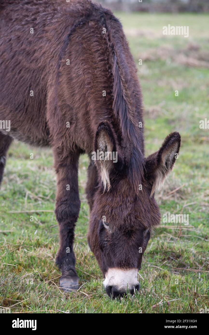 Donkey teeth hi-res stock photography and images - Alamy