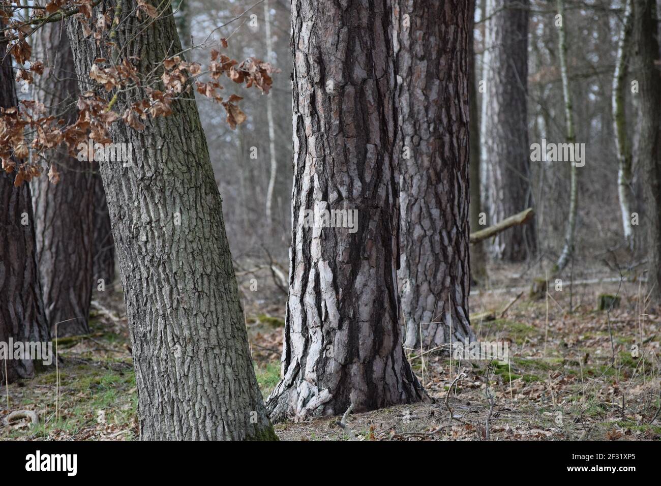 Mixed forest of Birch and Oak Stock Photo - Alamy