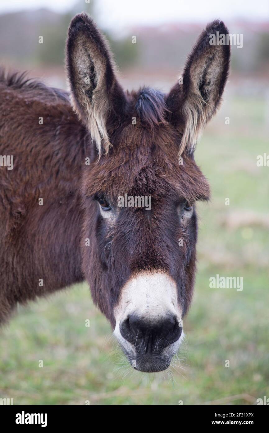 Equestrian humor portrait mule hi-res stock photography and images - Alamy