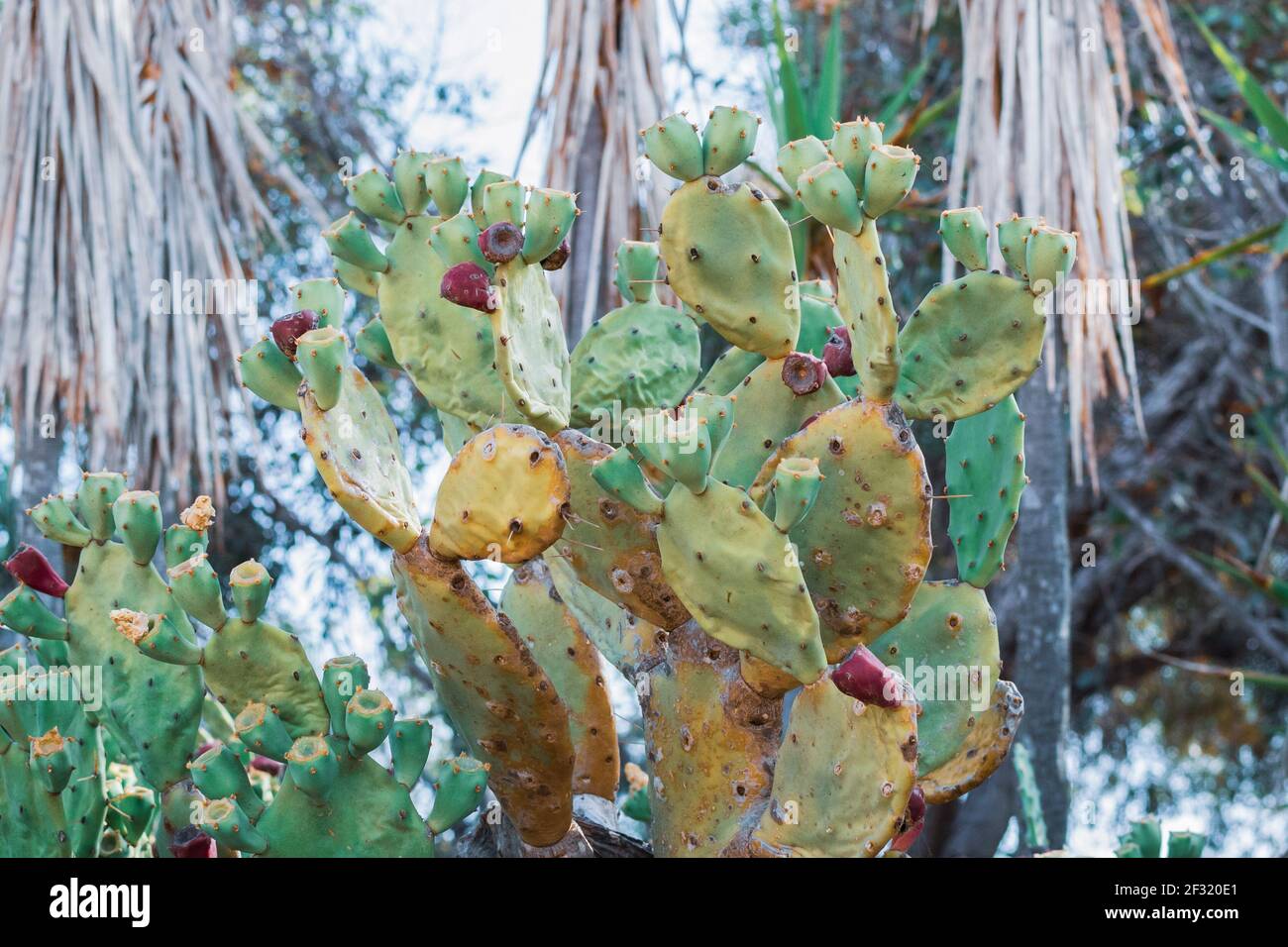 Beautiful Prickly Pear Cactus with burgundy fruits in Ayia Napa coast ...