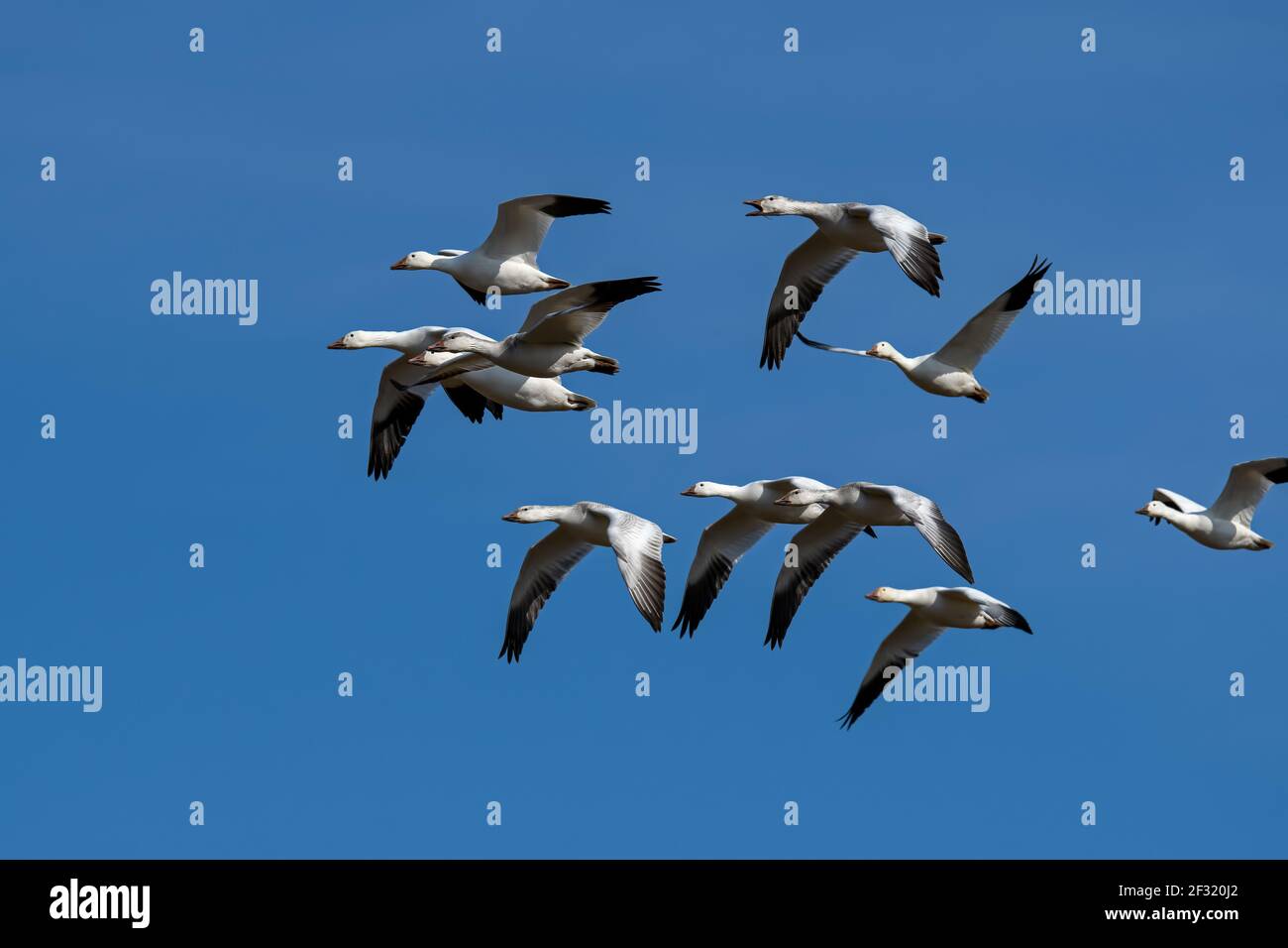 Snow geese flying in formation in the late afternoon sun during spring ...
