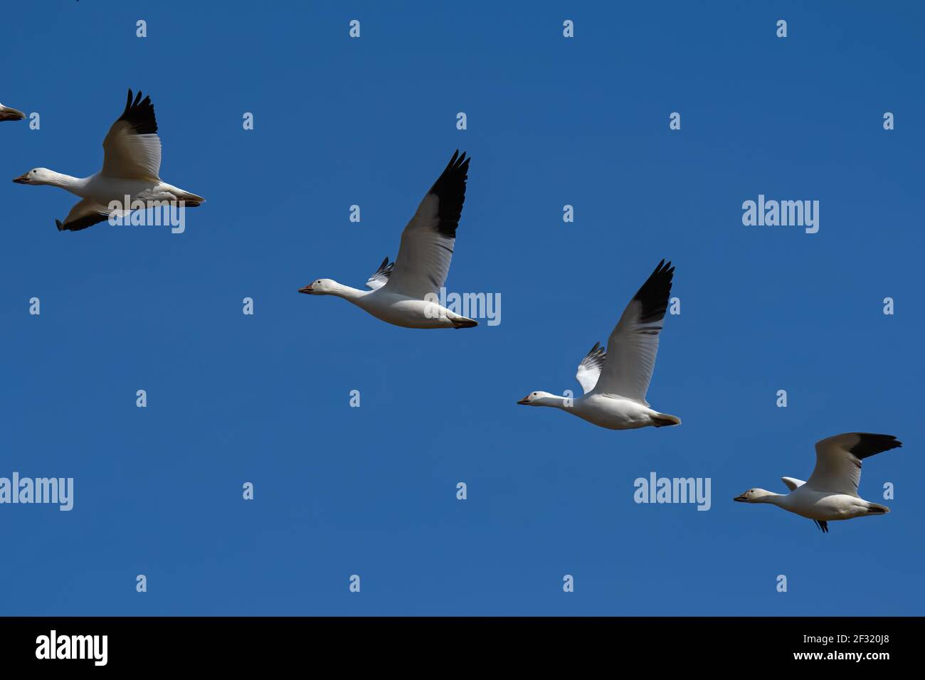 Snow geese flying in formation in the late afternoon sun during spring ...