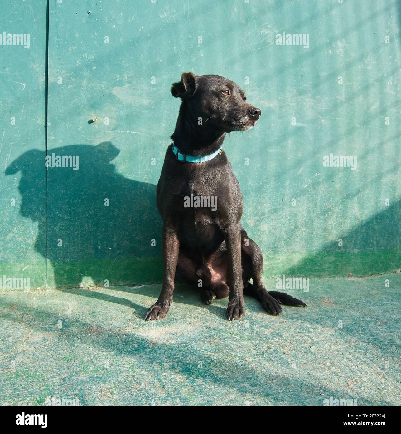 An adorable dark brown American pitbull terrier sitting on a concrete ...
