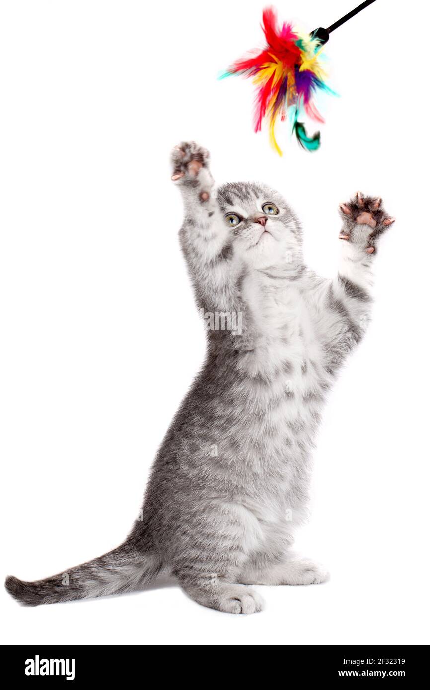 Little cheerful kitten happily plays with a toy Stock Photo - Alamy