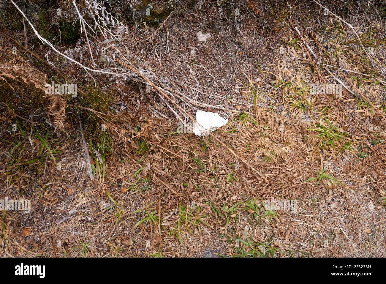 A closeup view of a medical protective mask hanging from the dried ...