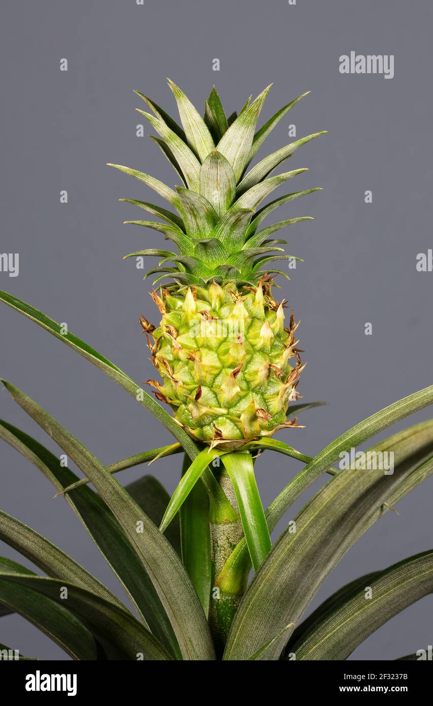 A Little Baby Pineapple in Super Resolution Stock Photo - Alamy