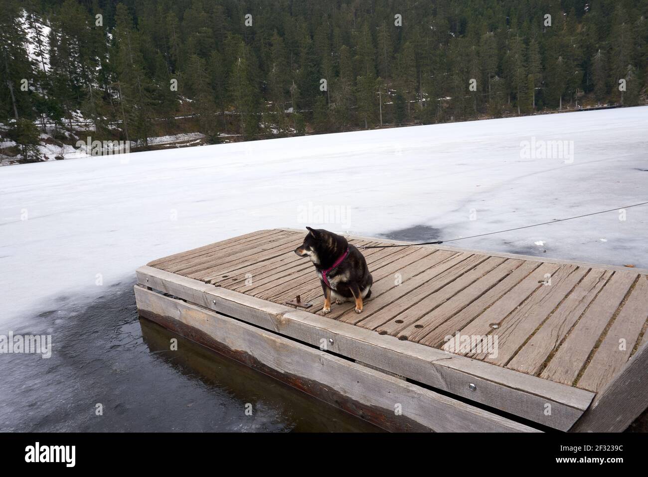 A cute view of a black shepherd dog sitting on the wooden planks on a ...