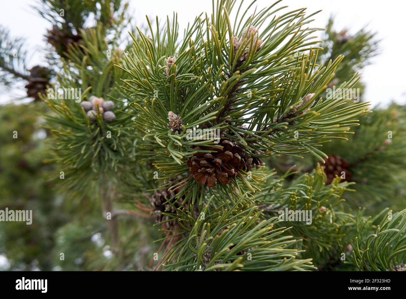 A beautiful view of pine cones growing on the branches of the tree on a ...