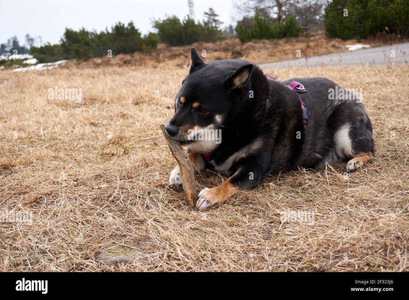 A cute view of a black shepherd dog playing with the wooden stick lying ...