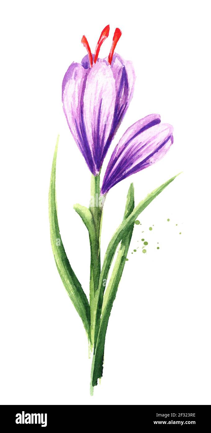 Saffron Plant Drawing