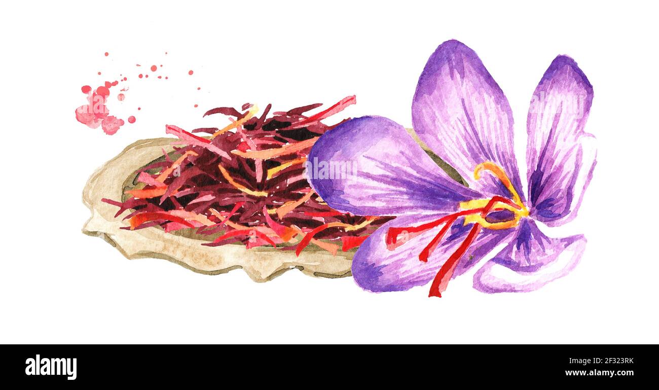 Dried saffron spice on the plate and a flower. Watercolor hand drawn ...