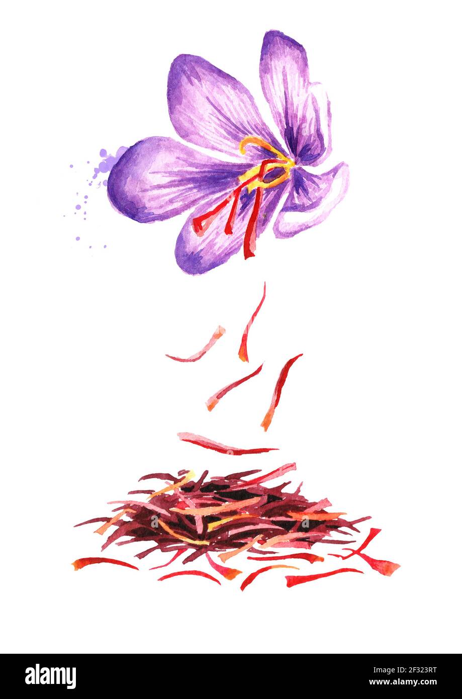 Heap of dried saffron spice with a flower. Watercolor hand drawn ...