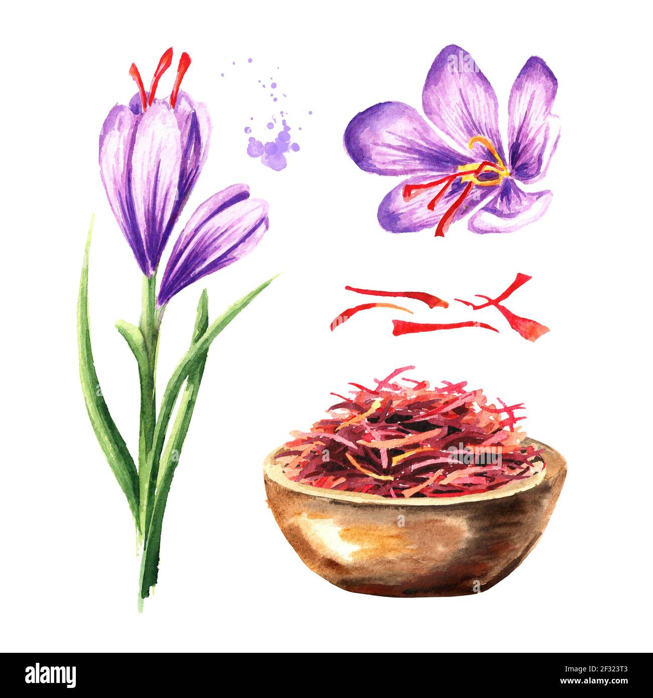 Saffron set. Watercolor hand drawn illustration, isolated on white ...
