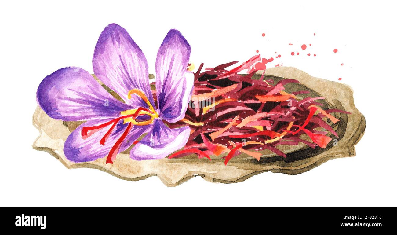 Dried saffron spice and a flower on the plate. Watercolor hand drawn ...