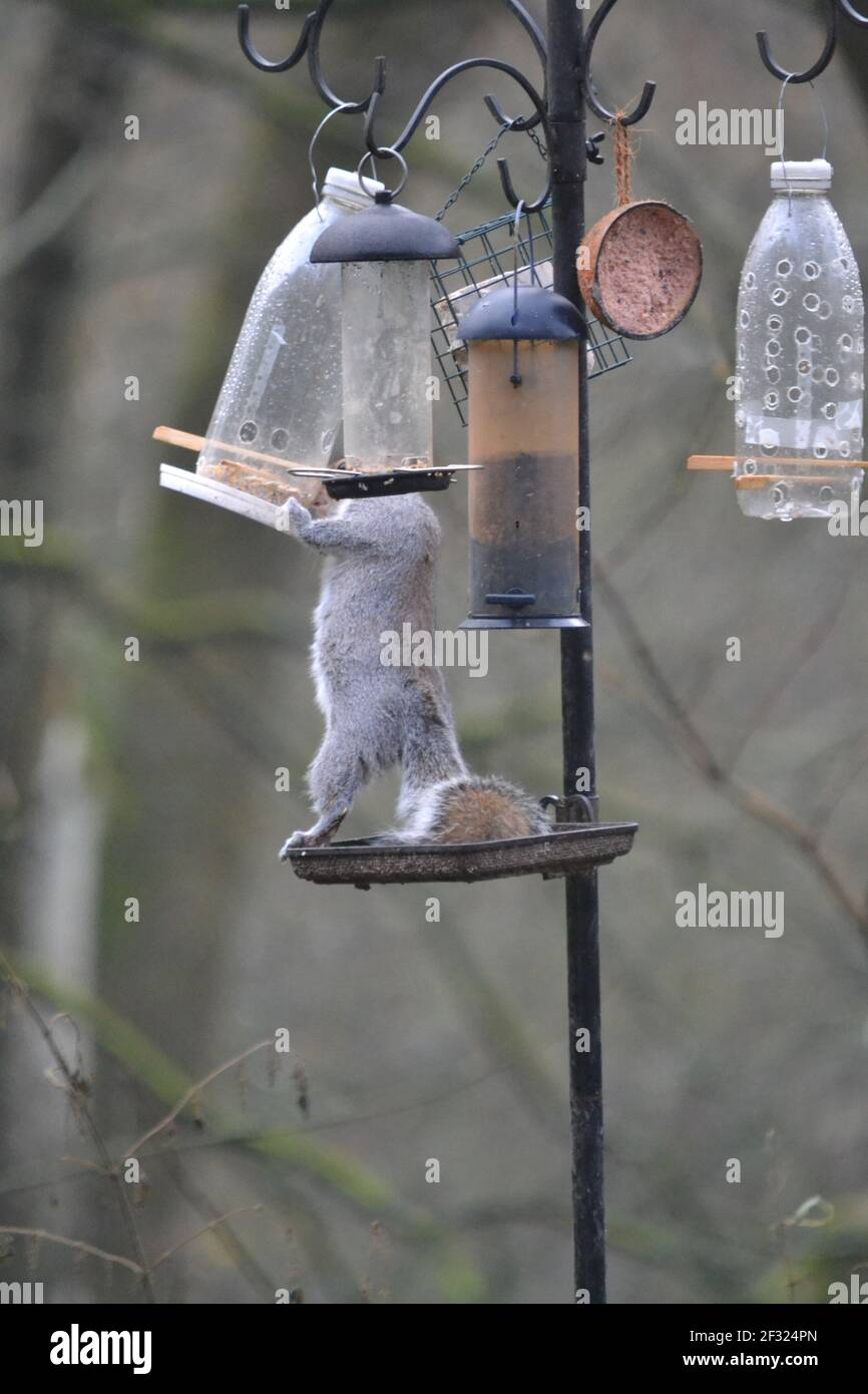 Sciurus Carolinensis 'Headless' Grey Squirrel Using A Bird Feeder ...