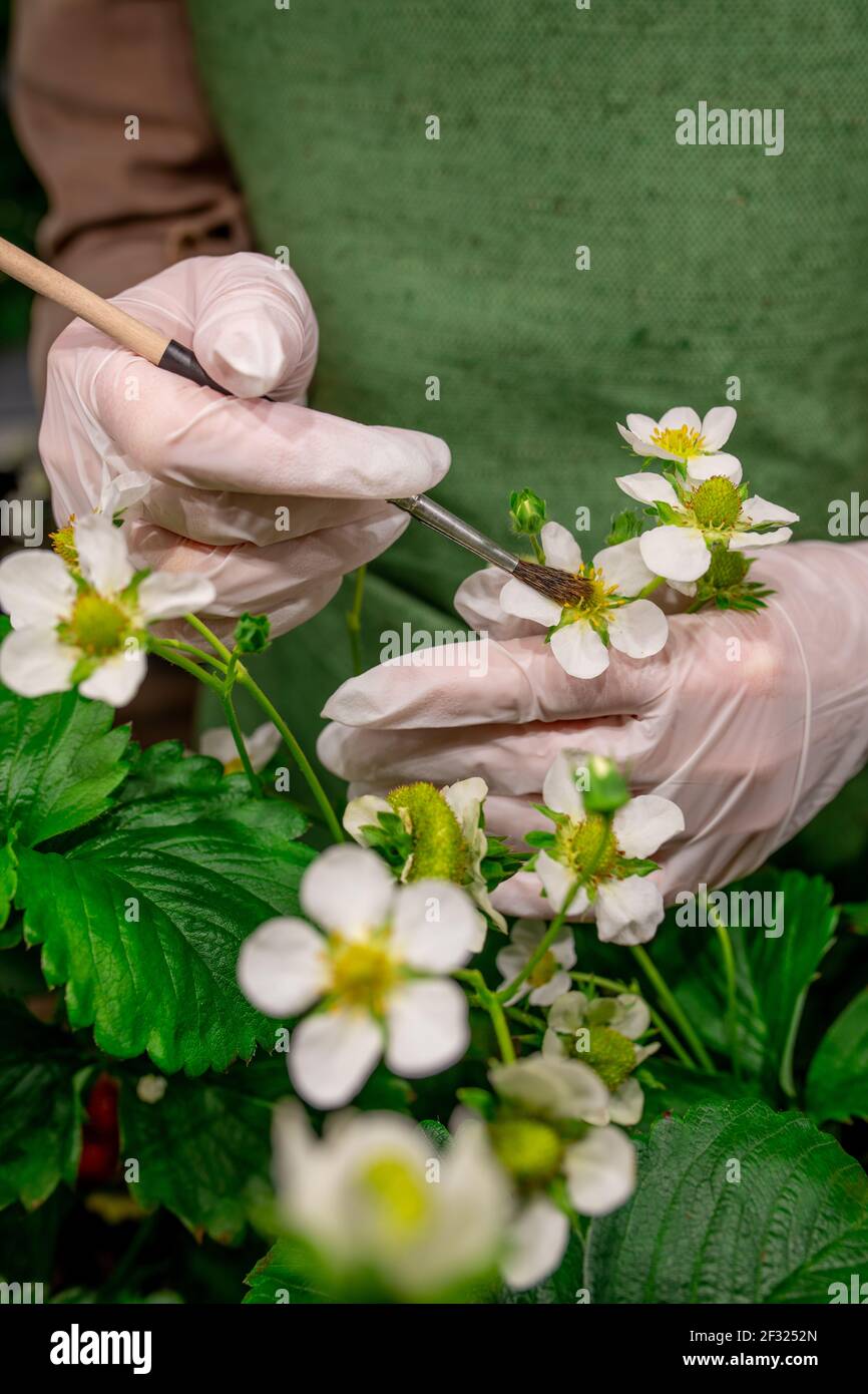 Gloved hands of vertical farm worker with brush holding strawberry ...