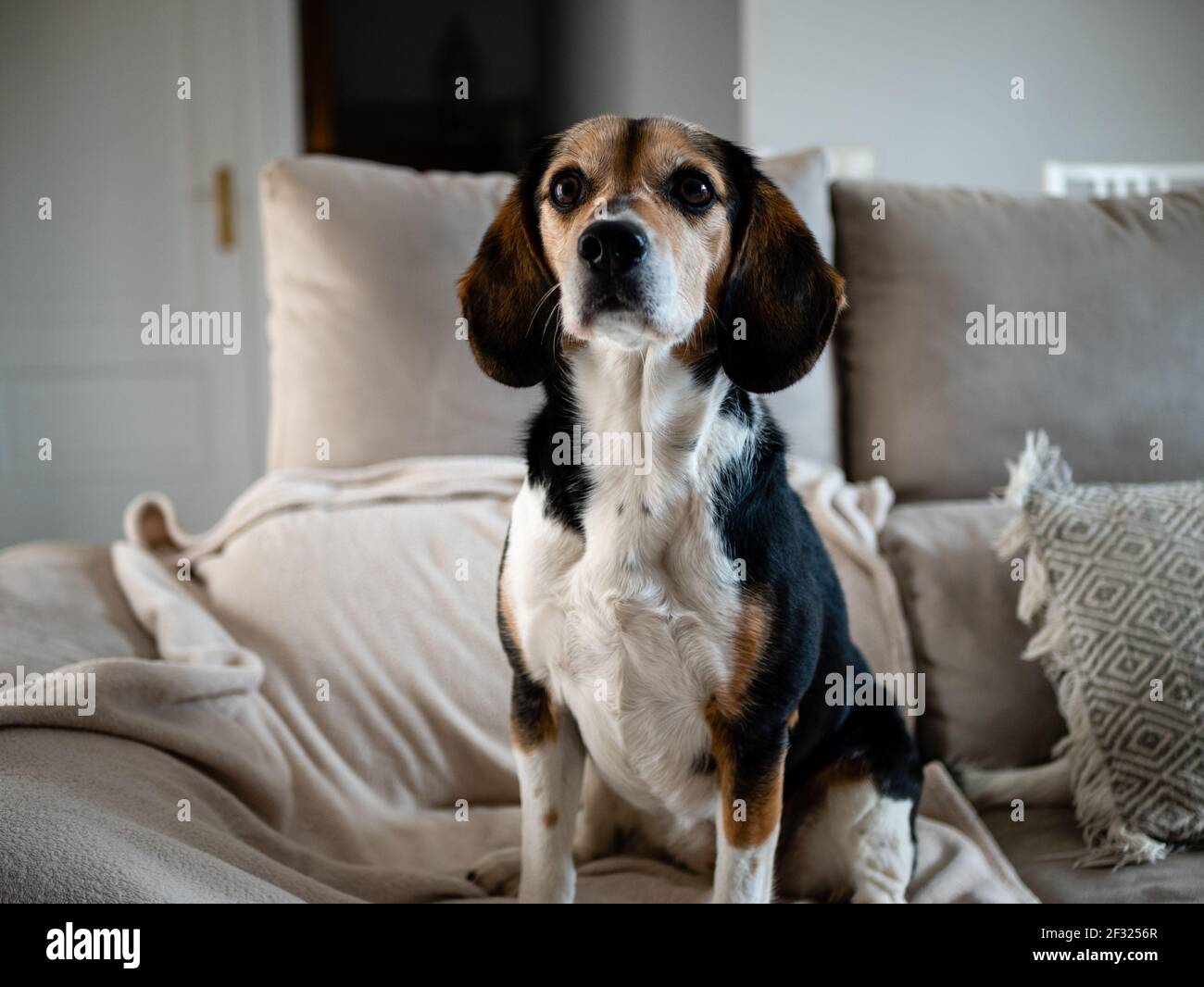 A cute tricolor beagle sitting on the cozy couch Stock Photo - Alamy