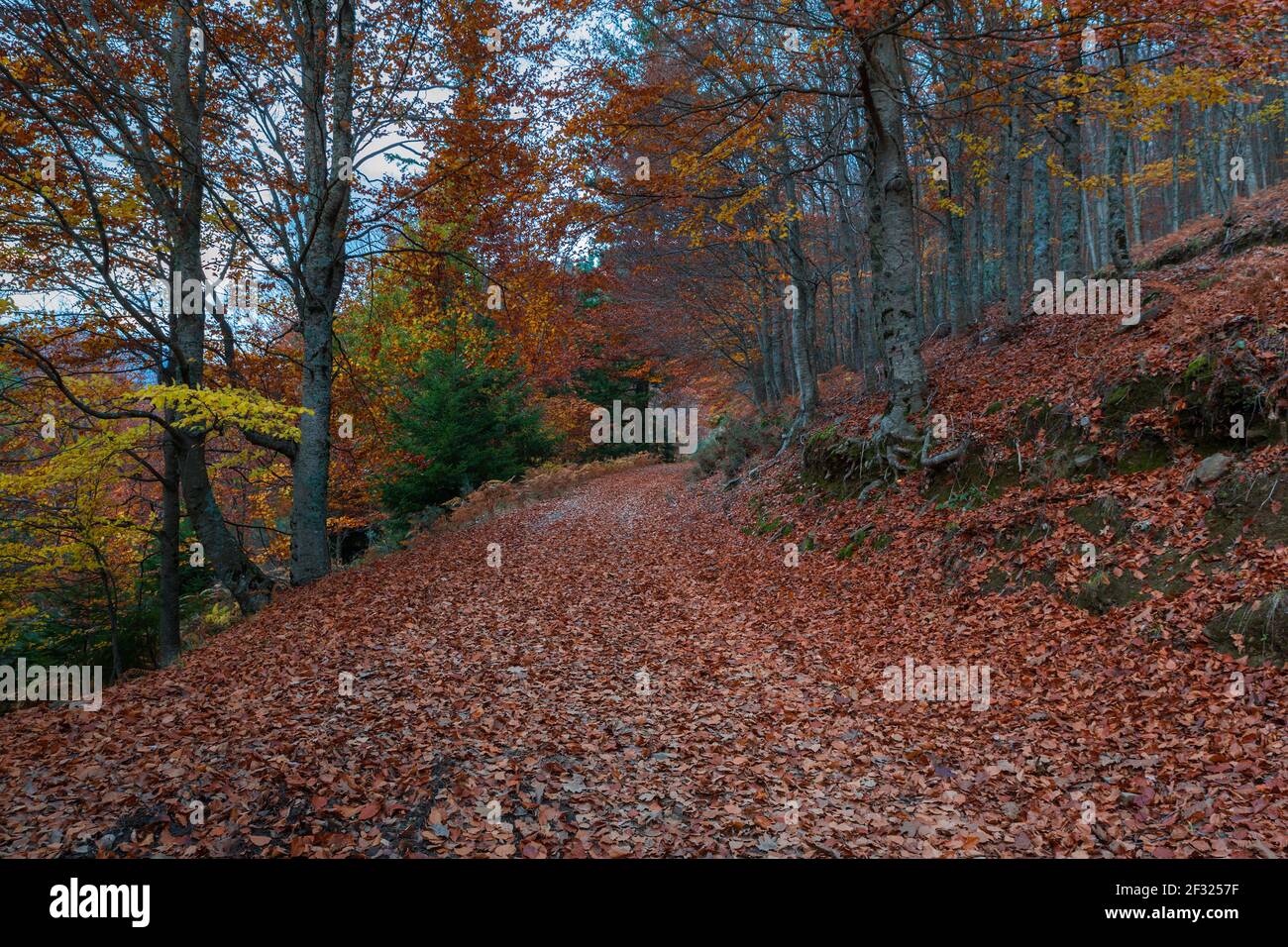 Colorful Autumn forest path with beech trees at Manteigas - Serra da ...