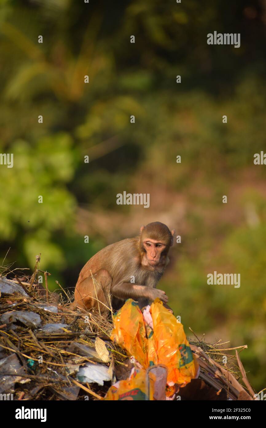 Monkey garbage hi-res stock photography and images - Alamy