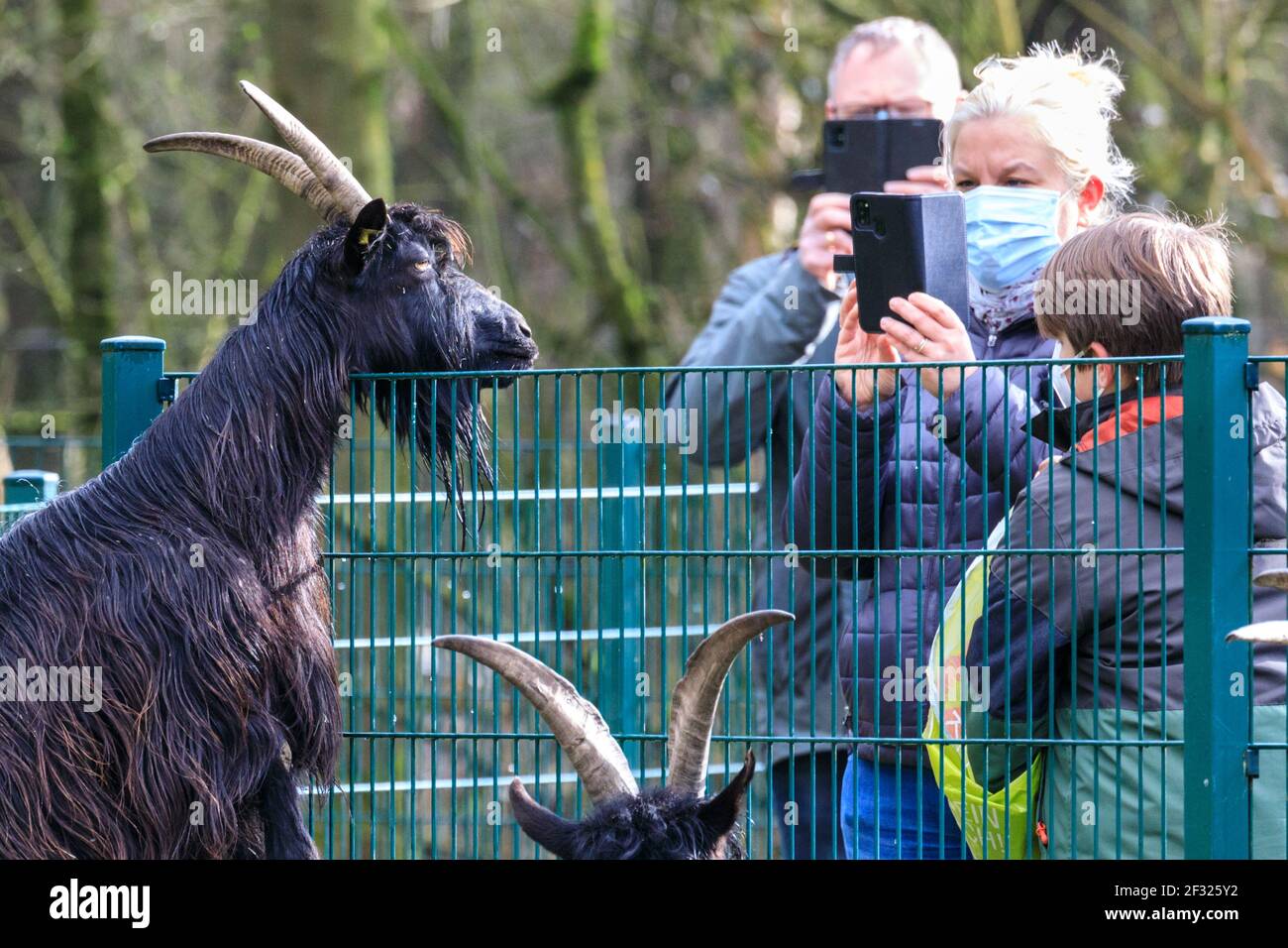 Human goat interaction hi-res stock photography and images - Alamy