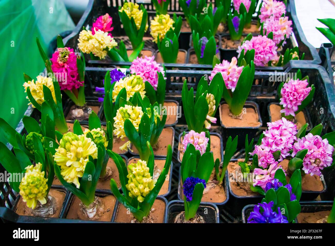 Multi-colored hyacinths in pots. Sale at flower shop. Home gardening ...
