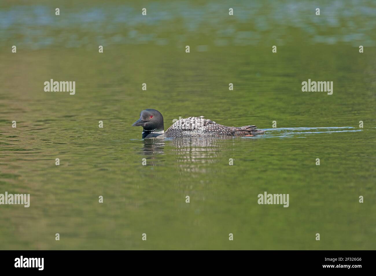 Great northern diver loon hi-res stock photography and images - Alamy