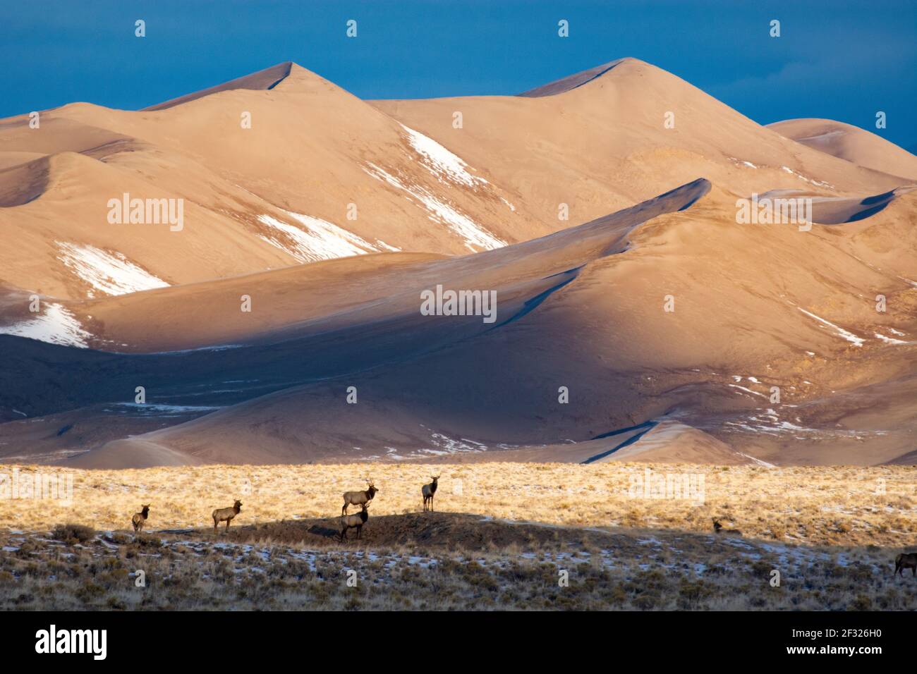 A herd of Elk in the grasslands at sunrise beneath Star Dune, one of ...