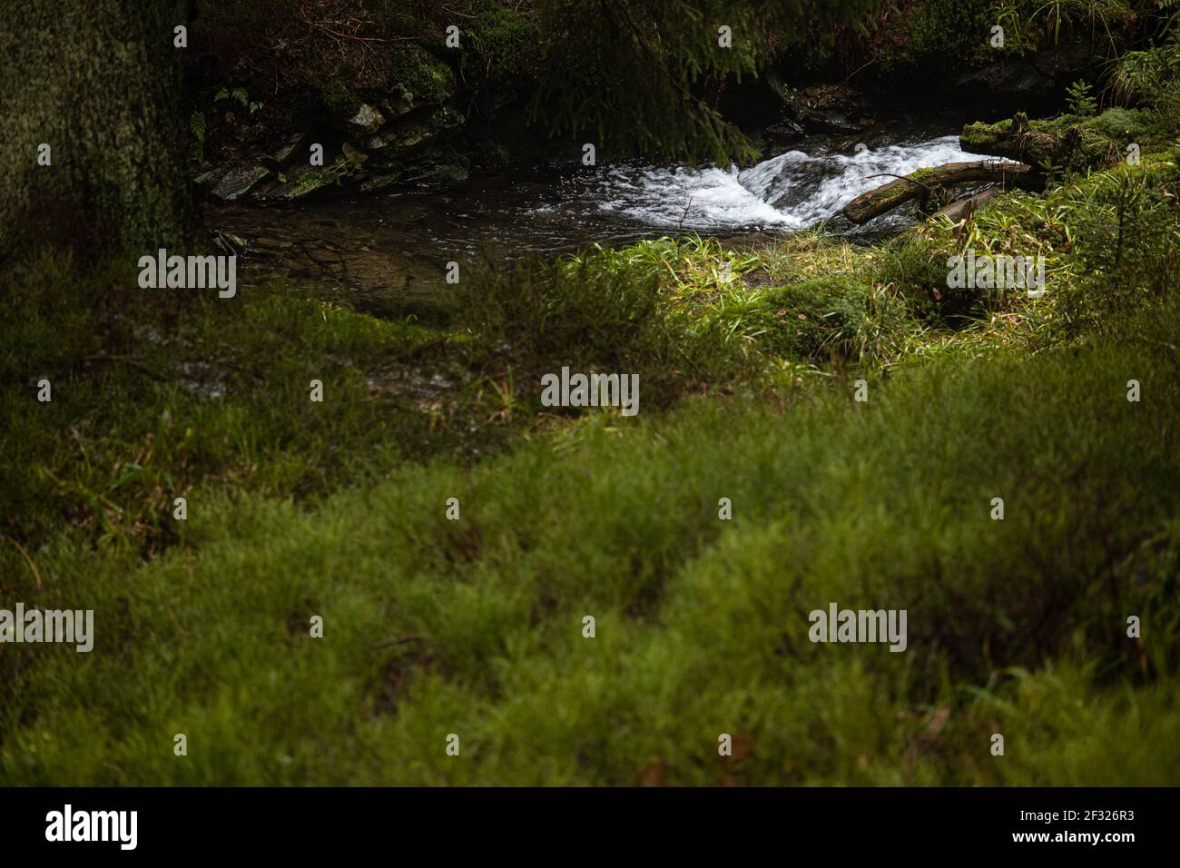 Forest stream Nature background landscape river Nature background ...