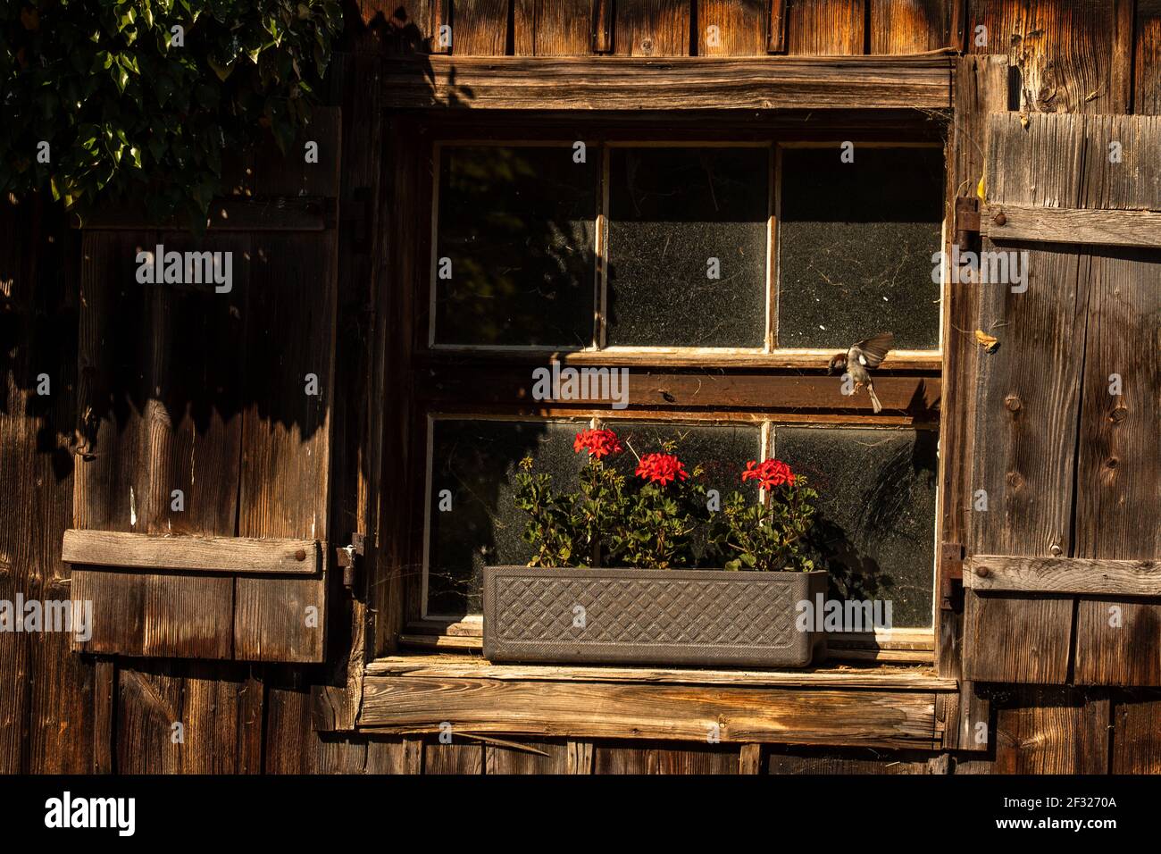 Old barn with lovely flowers, warm sunlight and sparrows Stock Photo ...