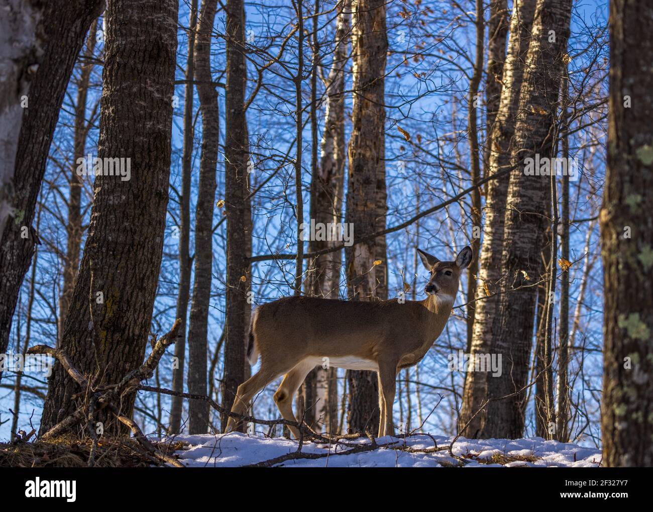 White-tailed doe in a northern Wisconsin woodland Stock Photo - Alamy