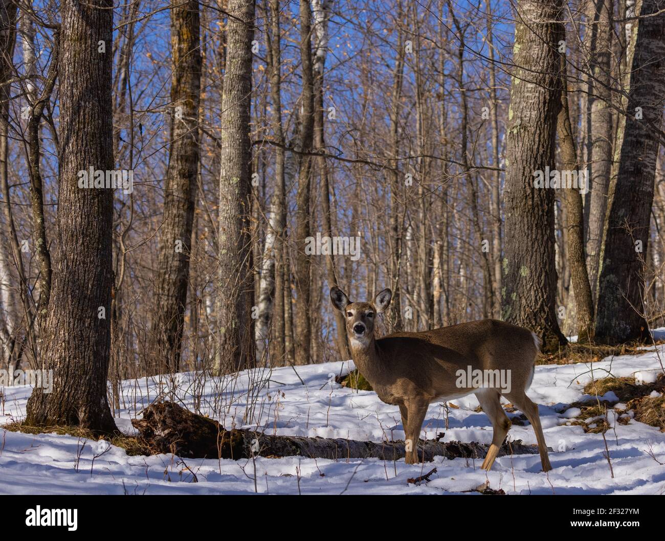 White-tailed doe in a northern Wisconsin woodland Stock Photo - Alamy