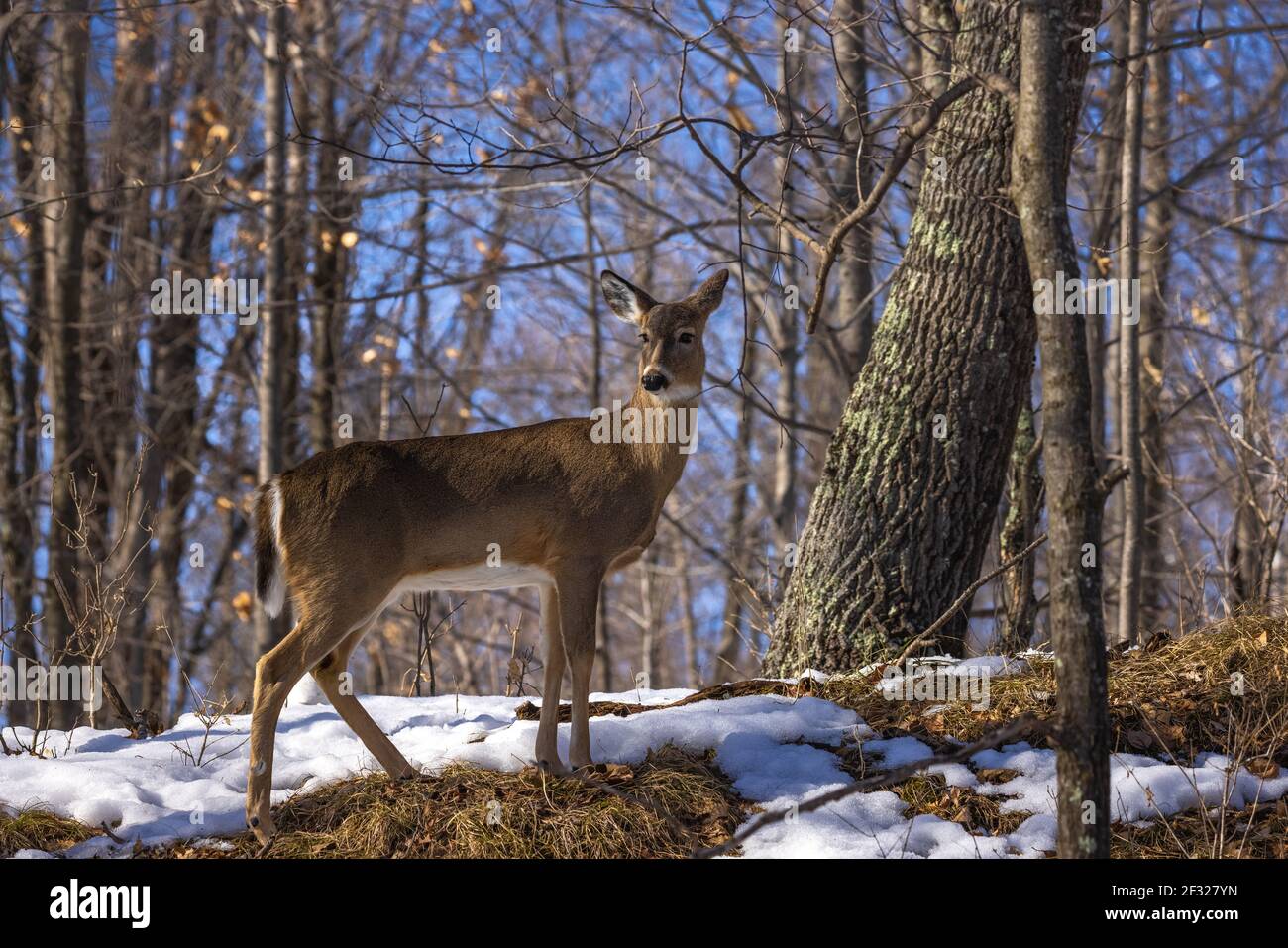 White-tailed doe in a northern Wisconsin woodland Stock Photo - Alamy