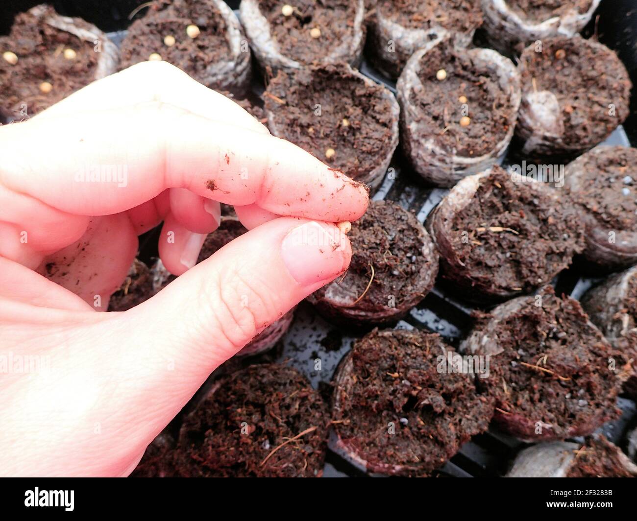 Greenhouse seedling hi-res stock photography and images - Alamy